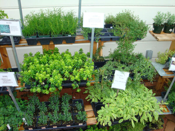 Why Landscape Design for Plant Collectors is So Haaaaaaaaard (and How ...