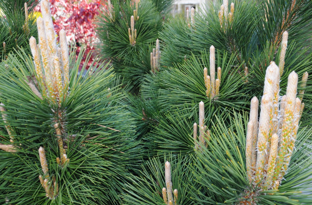 Thunderhead Pine (Pinus thunbergii 'Thunderhead') - Revolutionary Gardens