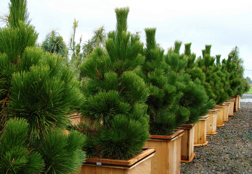 Thunderhead Pine (Pinus thunbergii 'Thunderhead') - Revolutionary Gardens