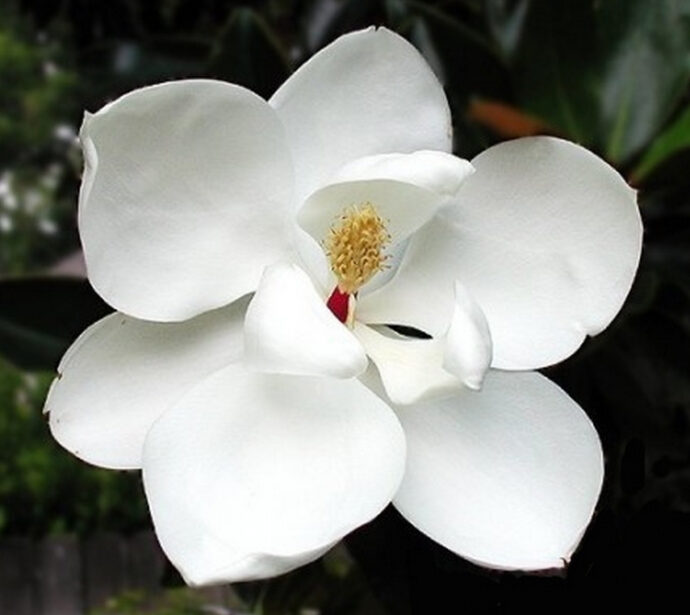 Specimen Magnolias-A Few of Our Favorite Varieties - Revolutionary Gardens