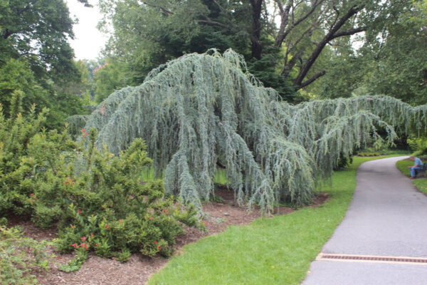 Proper tree spacing and selection