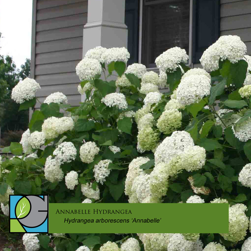 Annabelle Hydrangea - Hydrangea arborescens 'Annabelle' - Revolutionary ...