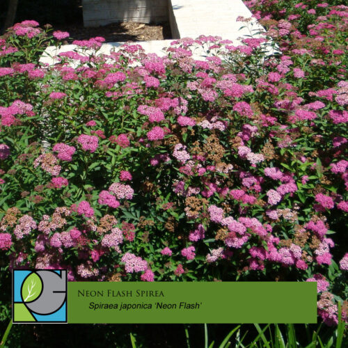 Neon Flash Spiraea - Spiraea japonica 'Neon Flash' - Revolutionary Gardens