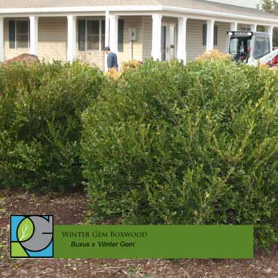 Winter Gem Boxwood - Buxus 'Winter Gem' - Revolutionary Gardens