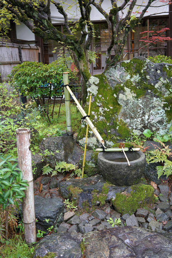 Landscaping a wooded lot - Revolutionary Gardens