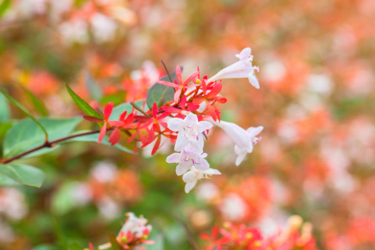 Abelia - Revolutionary Gardens