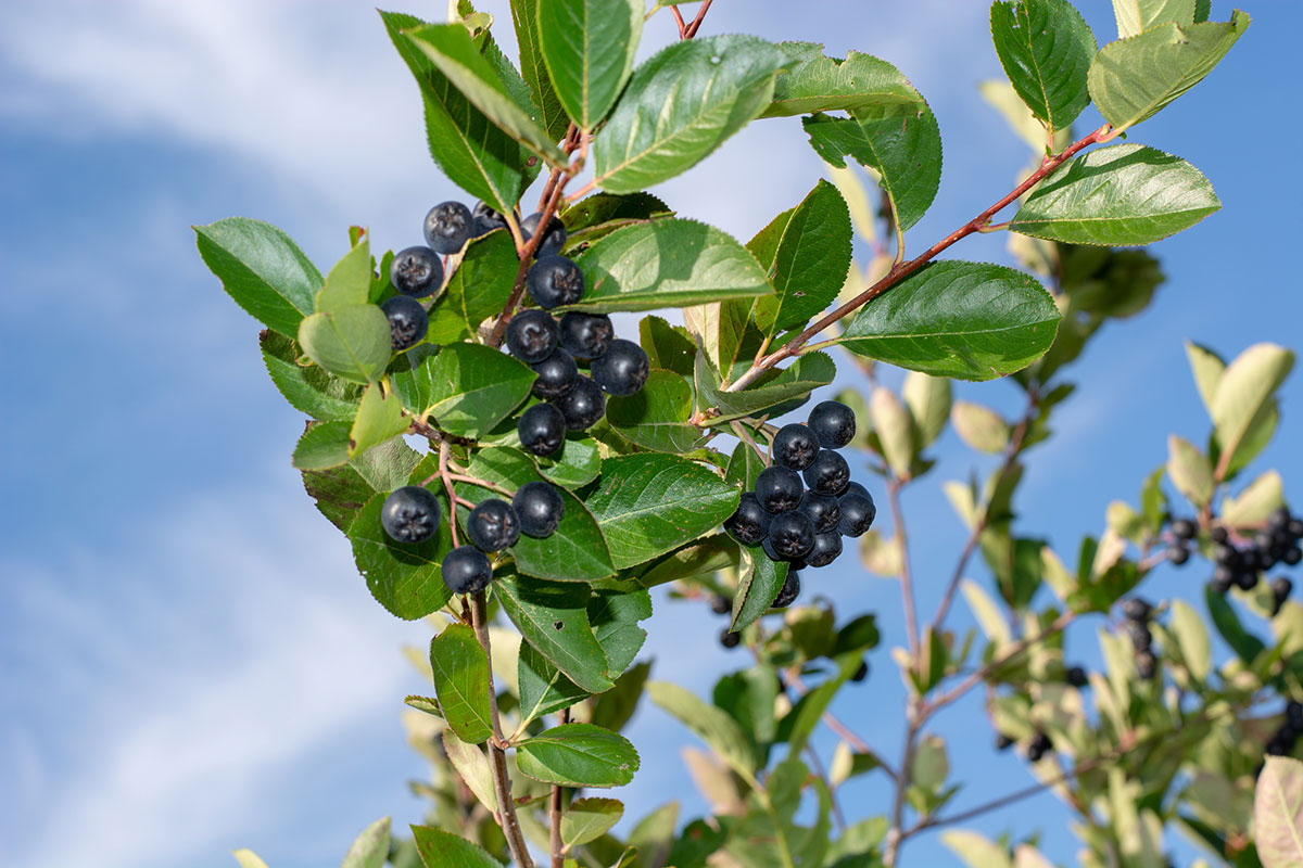 Black Chokeberry | Aronia melanocarpa - Revolutionary Gardens
