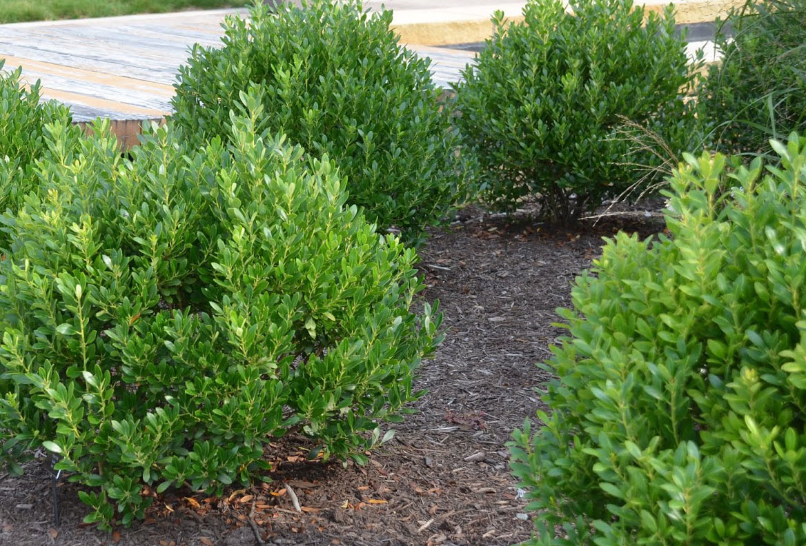 Compact Inkberry Holly | Ilex glabra 'Compacta' - Revolutionary Gardens