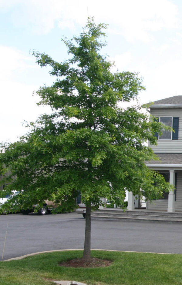 Pin Oak | Quercus palustris - Revolutionary Gardens
